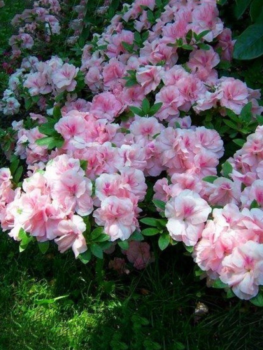 Buy Azalea Bush Online | The Tree Center™