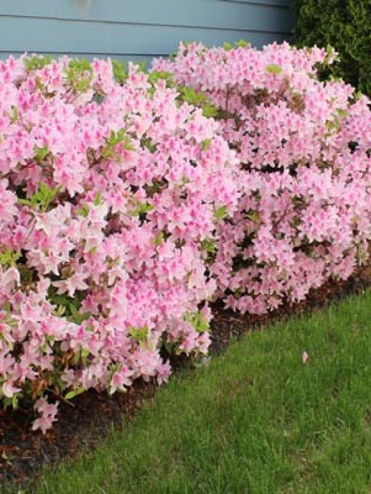 Buy Azalea Bush Online | The Tree Center™